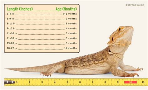 Bearded Dragon Size Age Chart How Big Do Bearded Dragon Get