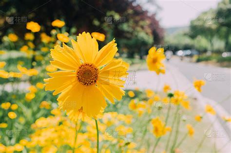 雏菊在花园里