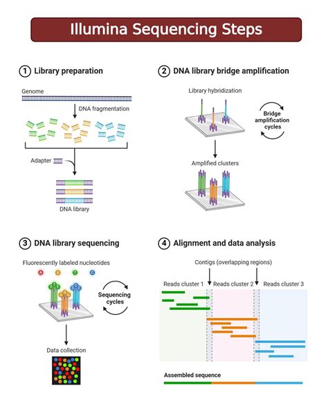 Illumina Sequencing Principle Steps Uses Diagram