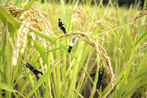 作物いいイモを収穫しました 大分短期大学 園芸科