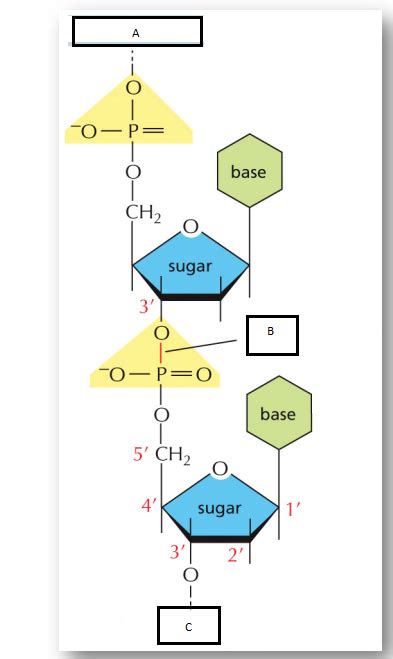 Nucleotide Subunits And Phosphodiester Bonds Diagram Quizlet