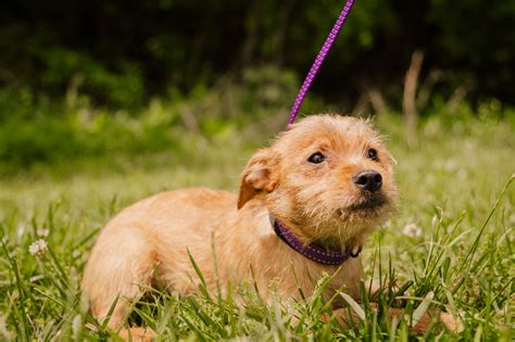 Clarabelle Da Vincis Dream