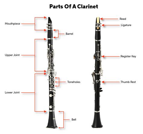 Clarinet Bore Types At Kiara Cann Blog