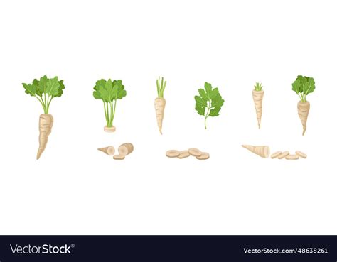 Parsnip Root Vegetable With Leaf Royalty Free Vector Image