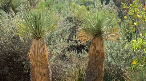 팜 스프링스 여행 정보 꼭 가봐야할 곳 추천 리스트 And 여행 후기 익스피디아