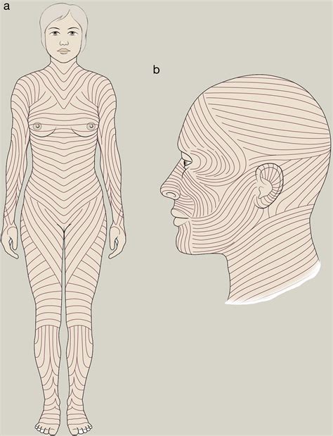 Surgical Anatomy Of The Skin Surgery Oxford International Edition