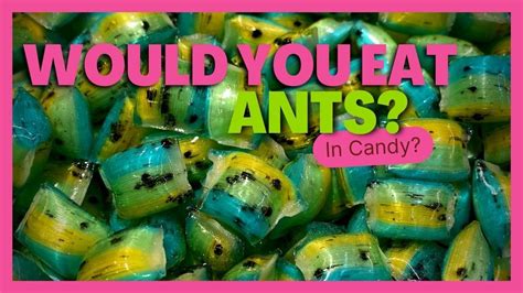 Do Ants Like Candy At Jason Lindstrom Blog