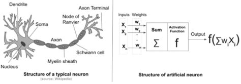 Neural Network Biological And Artificial [2] Image Credit Wikipedia