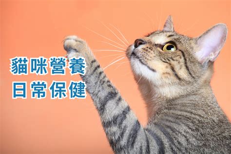 狗狗洗牙很貴嗎？ 狗狗洗牙流程、費用、 麻醉評估與注意事項一次看！ 木入森moreson｜寵物保健食品｜犬貓營養分類 精準保健補充