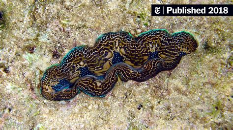 This Burrowing Clam Is Not Boring It Uses Acid To Make Its Home The