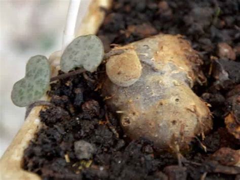 How To Propagate String Of Hearts Plants Craze