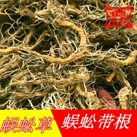 爬地蜈蚣草用途蜈蚣草水草大山谷图库