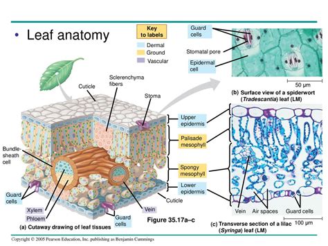 Plant Structure Growth And Development Ppt Download