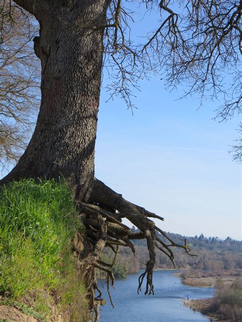 Tree Roots Erosion Cliff Bluff Free Image From Needpix Com