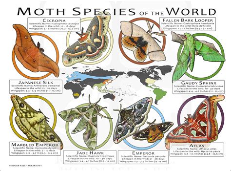 Moth Species Of The World Poster Print