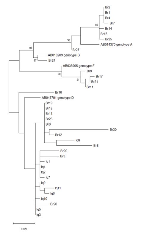 maximum likelihood ml tree constructed from f1 r1 pcr amplicon
