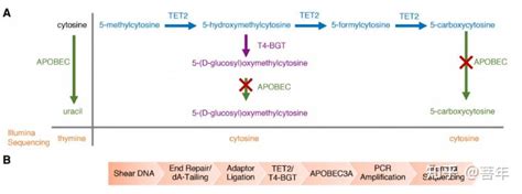 Dna甲基化建库 学习1 知乎