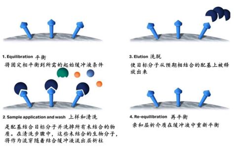 亲和层析介质纯干货分享 北京百奥创新科技有限公司