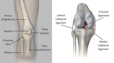 Fractures Of The Proximal Tibia Shinbone Orthoinfo Aaos
