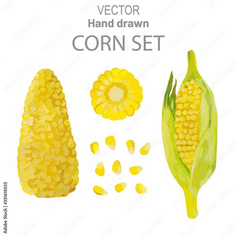 Peeled Ears Of Yellow Maize Ears Of Corn In A Green Peel Grains Of