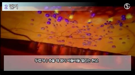 우리가 조절할 수 없는 뇌가 혼자 하는 일 열 가지 네이버 Tv