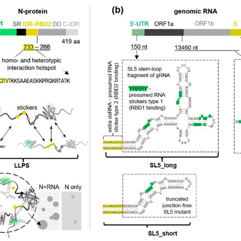 Schematic Representation Of The Sars Cov 2 N Protein A And Grna