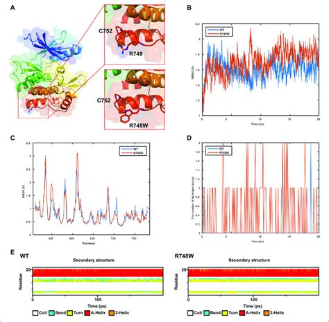 results of structure modeling and molecular dynamic simulation a