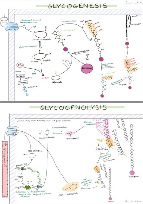 Biochemistry Metabolic Pathways Etsy