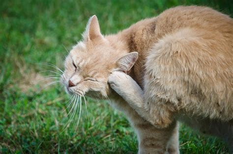 Ушной клещ у кошек: симптомы и лечение в домашних условиях