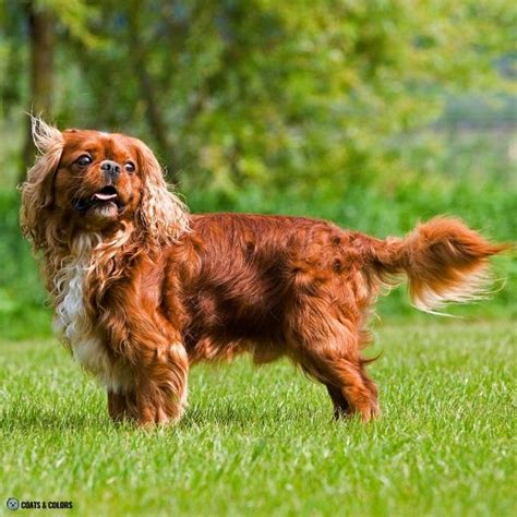 Cavalier King Charles Spaniel Colors