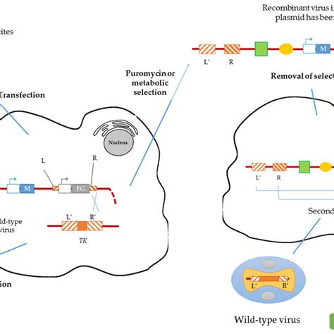 Construction Of Recombinant Vacv Vectors By Homologous Recombination