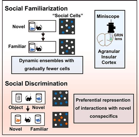 European Journal Of Neuroscience Vol 62 No 2