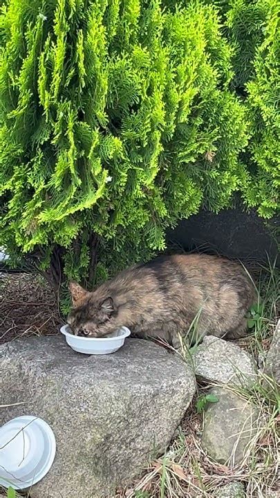 가을이가 몇달만에 왔어요 길고양이 꼬리잘린고양이 밍크아기 Youtube