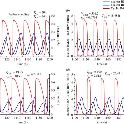 Unidirectional Coupling Of The Cell Cycle To The Circadian Clock The Unidirectional Coupling Of The Cell Cycle To The Circadian Clock The