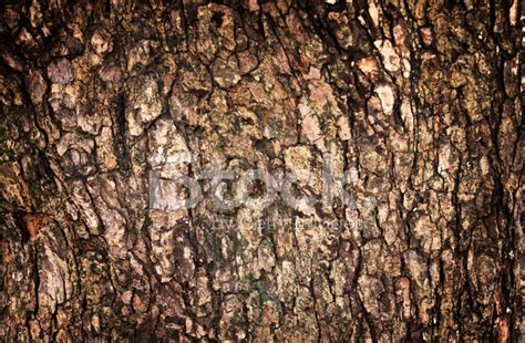 Tree Bark Background Texture Pattern Stock Photo Royalty Free Images FreeImages