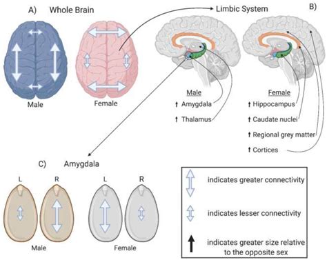 Figure 1 From Molecular Mechanisms Of Sex Differences In Epilepsy And Seizure Susceptibility In