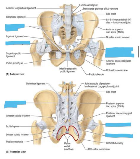 Sacroiliac Joint Id Pubic Symphysis Diagram Quizlet