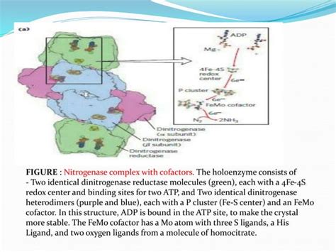 Structure Of Nitrogenase Enzyme Group 8 Ppt Pptx