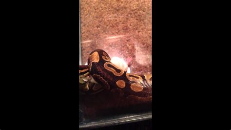 Snake Oil Ball Python Eating Mouse Online Tutorial Courses