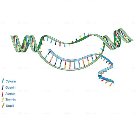 What Is Dna To Rna Transcription At Susan Keefe Blog