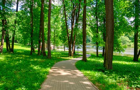 돌 화창한 여름 아침에 빈 그늘진 공원도로 타일 신선한 녹색 잔디 및 나무 길 따라 무성 한 단풍으로 0명에 대한 스톡 사진 및 기타 이미지 Istock