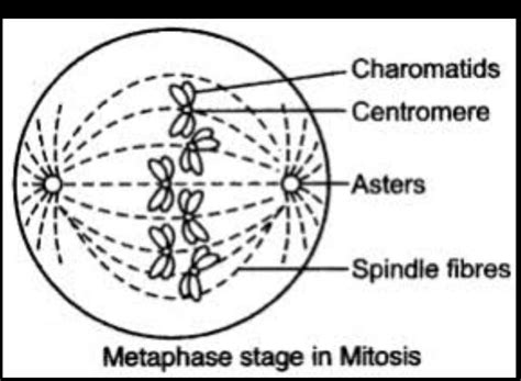Metaphase Labeled