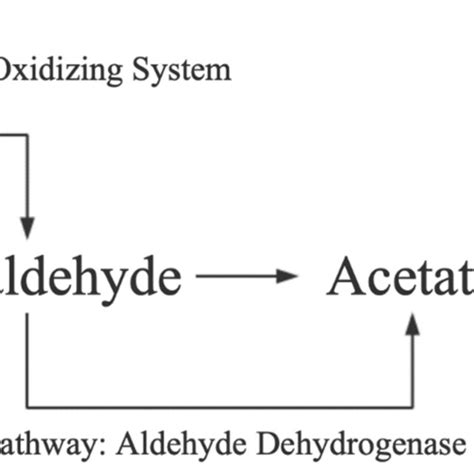 Schematic Representation Of Metabolic Pathway Of Ethanol Adapted From