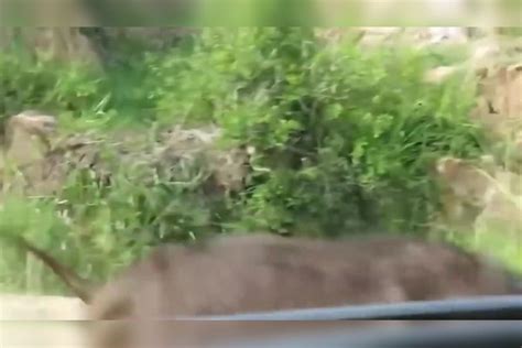 一头傲慢的狮子正被一头非常悲惨的水牛攻击，野生动物袭击折磨！水牛攻击狮子