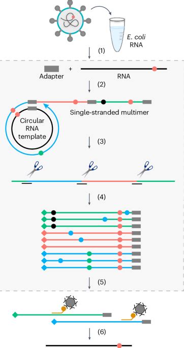 Nicolas Castillo On Linkedin Targeted Accurate Rna Consensus Sequencing Tarc Seq Reveals