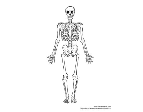 Emt Skeleton Quiz