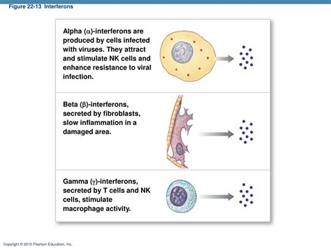 Ppt Immune System Overview Powerpoint Presentation Free Download