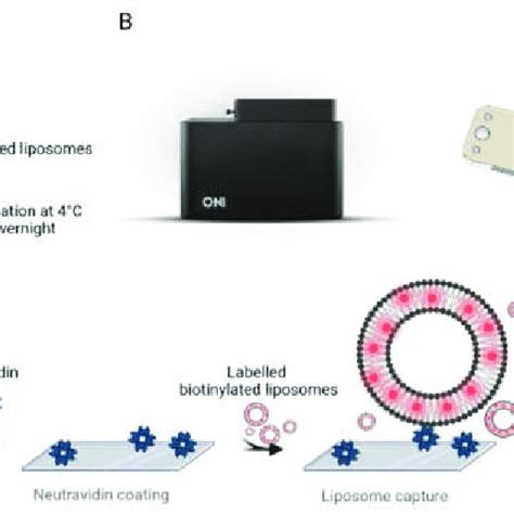 A Labelling Protocol For Biotinylated Liposomes B Nanoimager