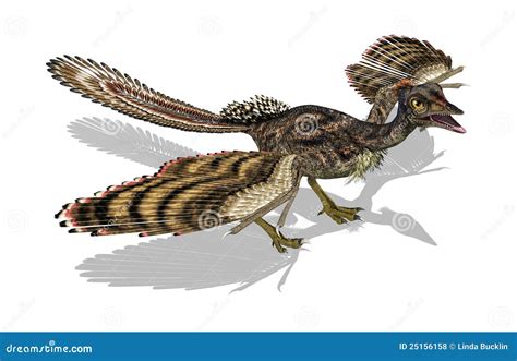 Archaeopteryx Prehistoric Bird Stock Illustration Illustration Of