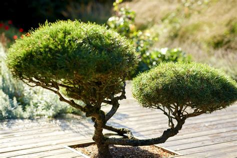 How Long Do Bonsai Trees Live Florgeous